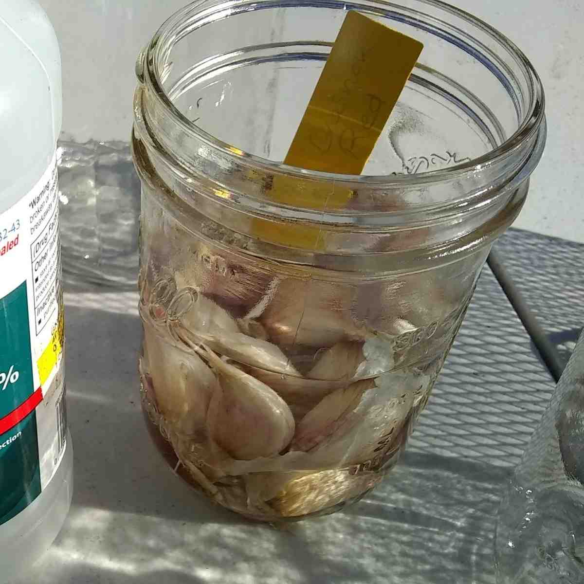 Soak Garlic Before Planting For Bigger Bulbs! – Food For Life Garden