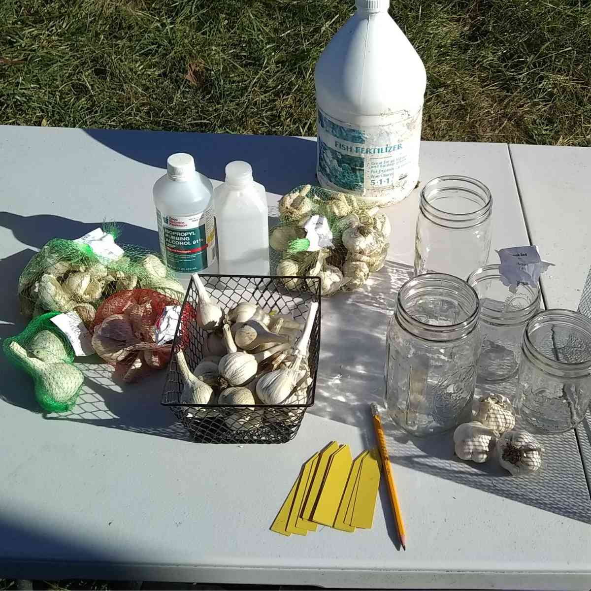 Soak Garlic Before Planting For Bigger Bulbs! – Food For Life Garden