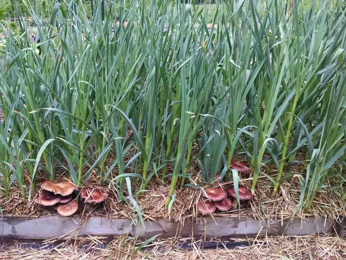 Soak Garlic Before Planting For Bigger Bulbs! – Food For Life Garden