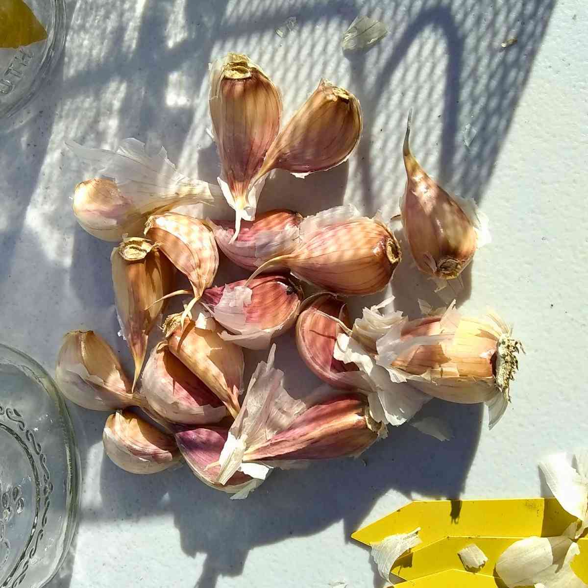 Soak Garlic Before Planting For Bigger Bulbs! – Food For Life Garden