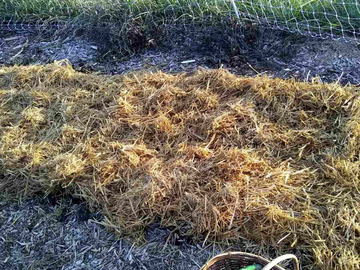 Soak Garlic Before Planting For Bigger Bulbs! – Food For Life Garden