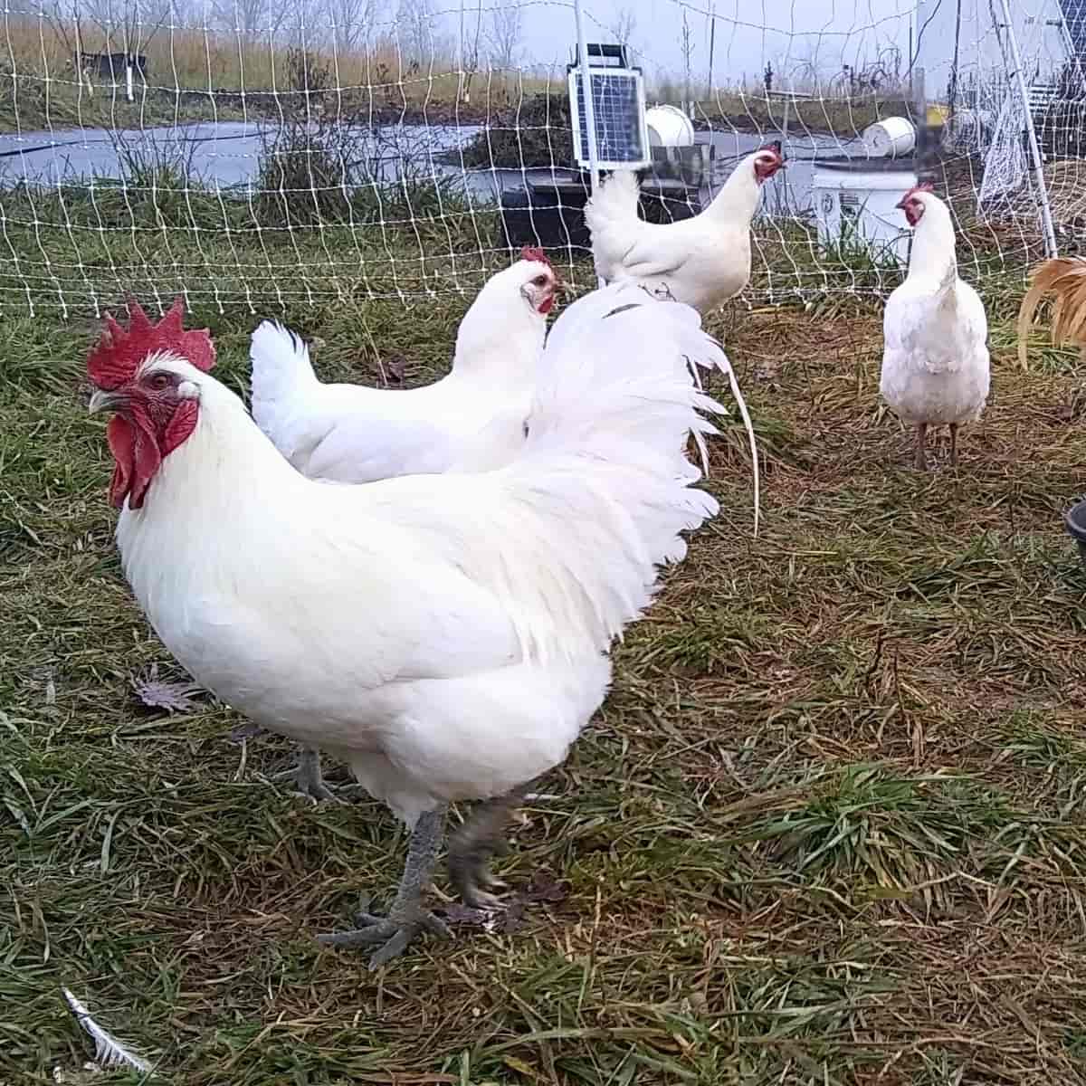 American Bresse Chicken, The Ideal homestead chicken breed! – Food For ...