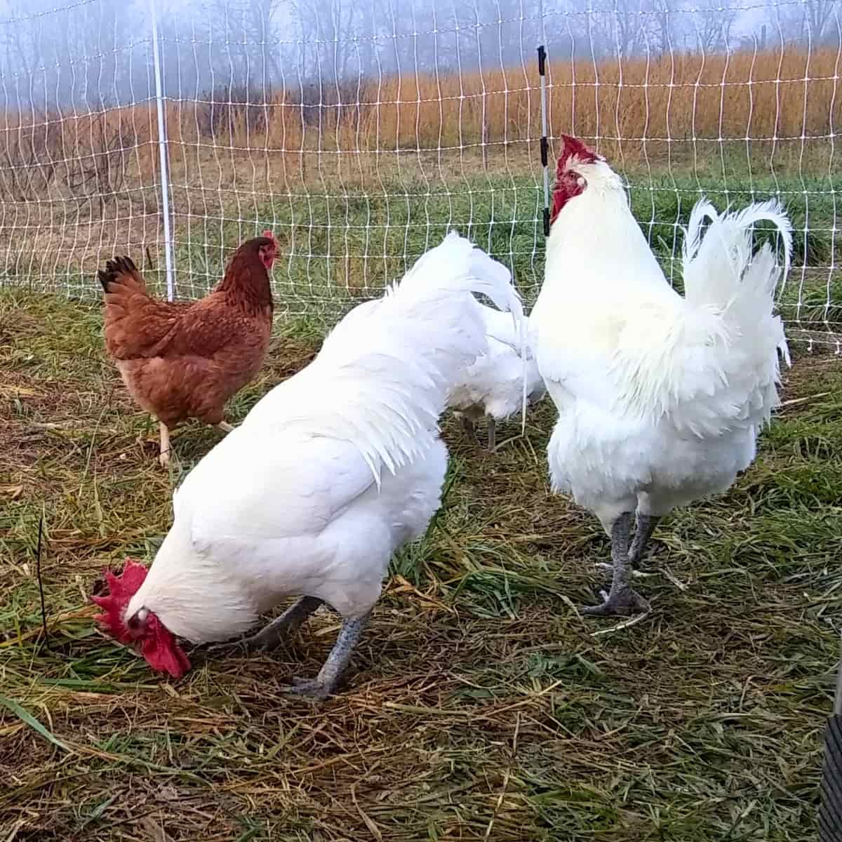 American Bresse Chicken, The Ideal homestead chicken breed! – Food For ...