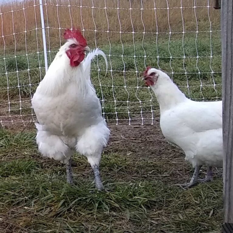 American Bresse Chicken, The Ideal homestead chicken breed! – Food For ...