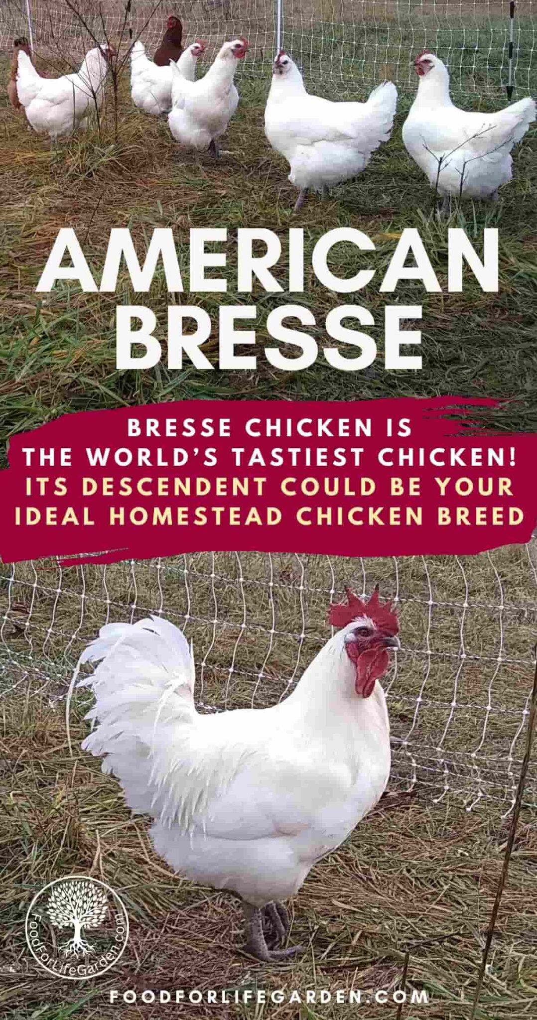 American Bresse Chicken, The Ideal homestead chicken breed! – Food For ...