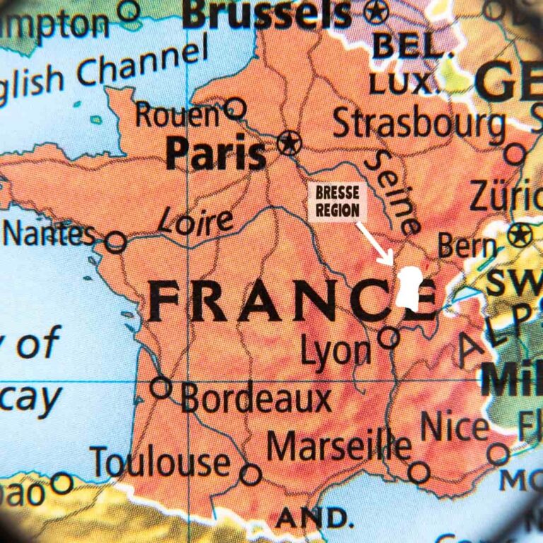 American Bresse Chicken, The Ideal homestead chicken breed! – Food For ...