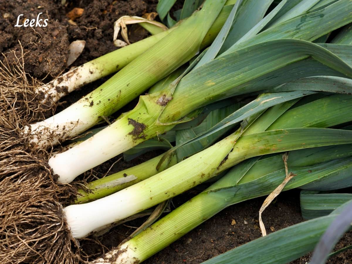 Onions, Shallots, Garlic, Leeks - Finding Your Ideal Allium Varieties ...