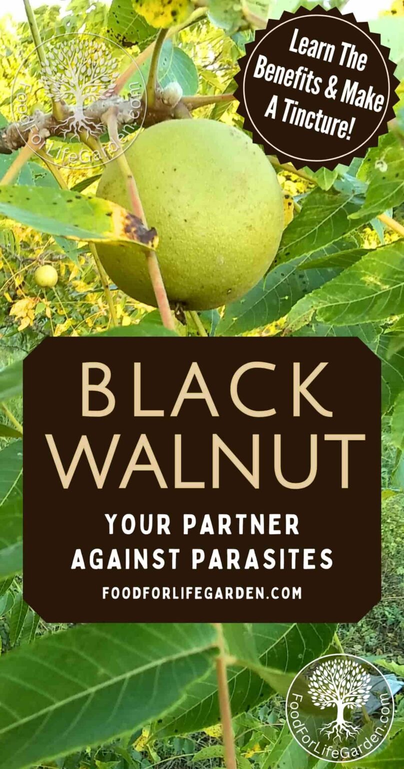 How To Make Black Walnut Tincture From Foraged Walnut Hulls – Food For ...