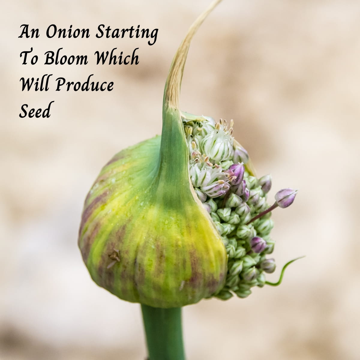 Start Onions From Seeds For The Biggest Bulbs! – Food For Life Garden