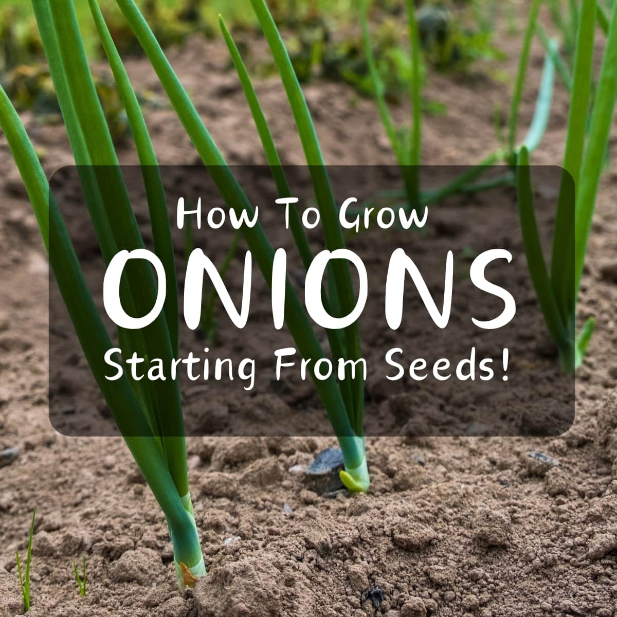 Start Onions From Seeds For The Biggest Bulbs! – Food For Life Garden