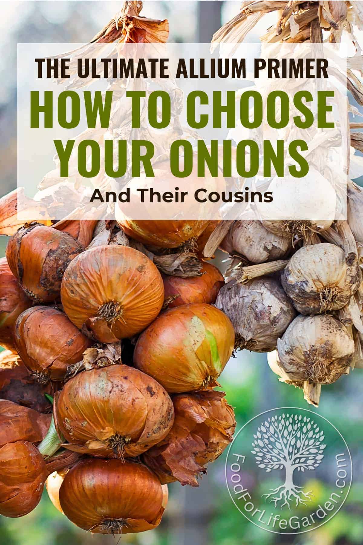 Onions, Shallots, Garlic, Leeks - Finding Your Ideal Allium Varieties ...