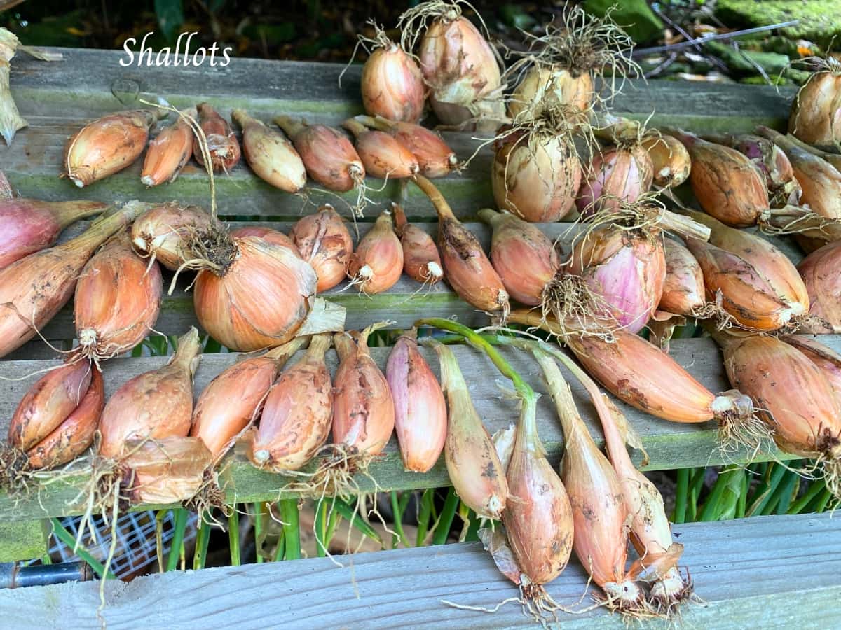 Onions, Shallots, Garlic, Leeks - Finding Your Ideal Allium Varieties ...