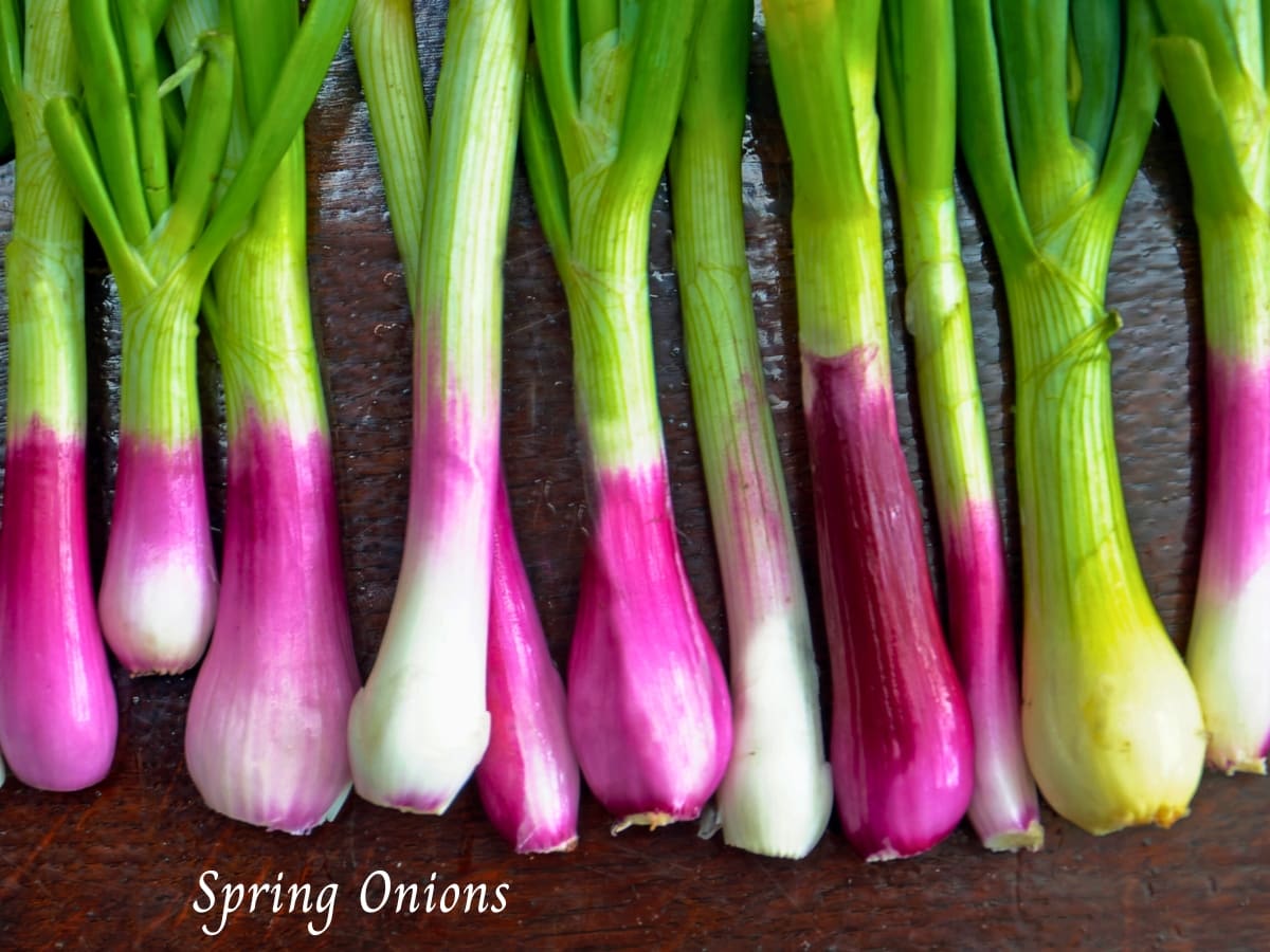 Onions, Shallots, Garlic, Leeks - Finding Your Ideal Allium Varieties ...