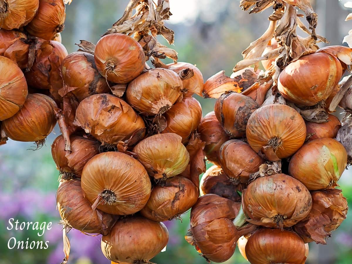 Onions, Shallots, Garlic, Leeks - Finding Your Ideal Allium Varieties ...