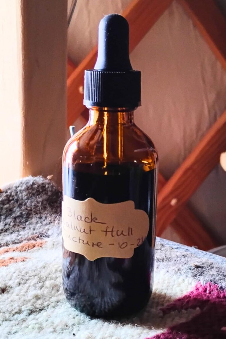 How To Make Black Walnut Tincture From Foraged Walnut Hulls – Food For ...