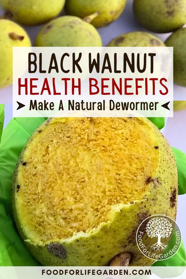 How To Make Black Walnut Tincture From Foraged Walnut Hulls – Food For ...