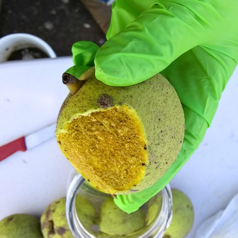 How To Make Black Walnut Tincture From Foraged Walnut Hulls – Food For ...