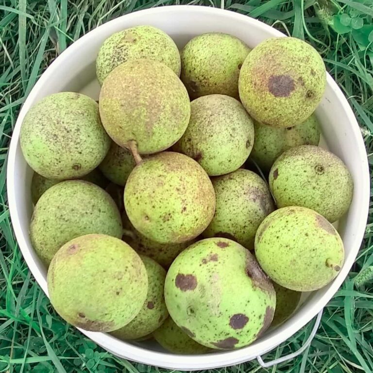How To Make Black Walnut Tincture From Foraged Walnut Hulls – Food For ...