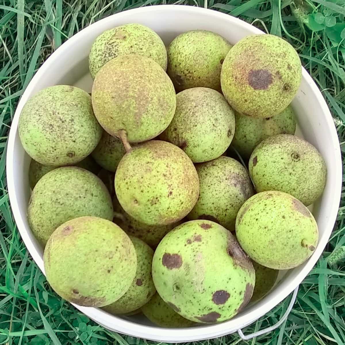 How To Make Black Walnut Tincture From Foraged Walnut Hulls – Food For ...