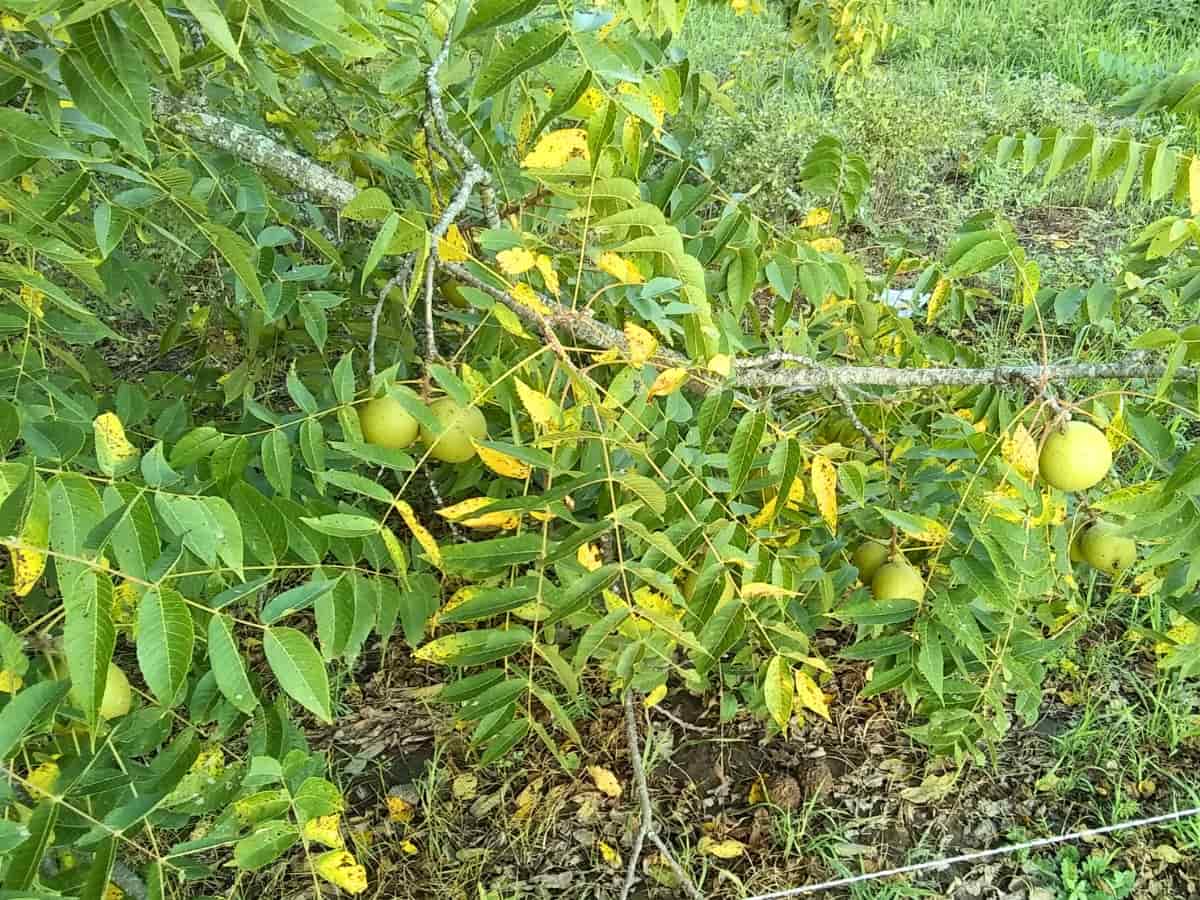 How To Make Black Walnut Tincture From Foraged Walnut Hulls – Food For ...