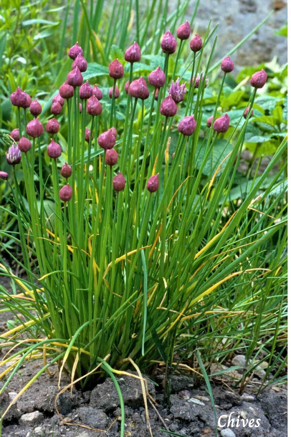 Onions, Shallots, Garlic, Leeks - Finding Your Ideal Allium Varieties ...