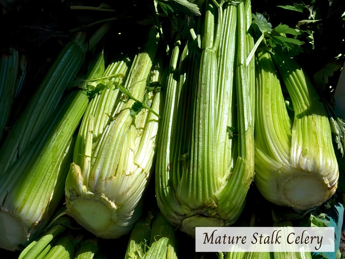 How To Grow Celery From Seed To Harvest And More – Food For Life Garden