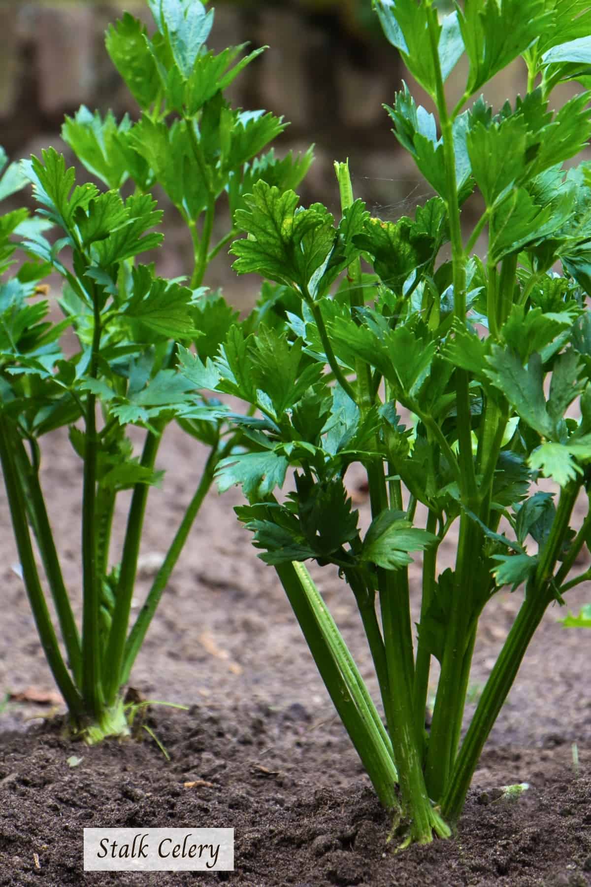 How To Grow Celery From Seed To Harvest And More – Food For Life Garden