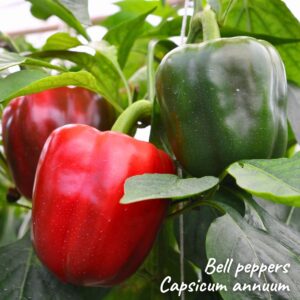 Pepper Uses And Benefits - How The Capsicums Can Help You – Food For ...