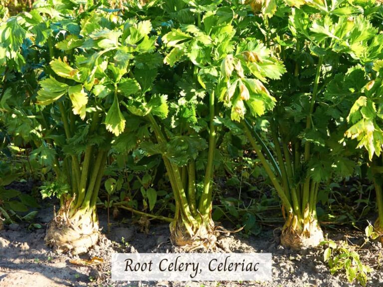 How To Grow Celery From Seed To Harvest And More – Food For Life Garden