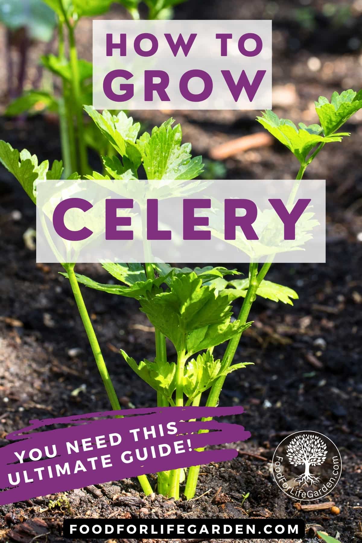 How To Grow Celery From Seed To Harvest And More – Food For Life Garden