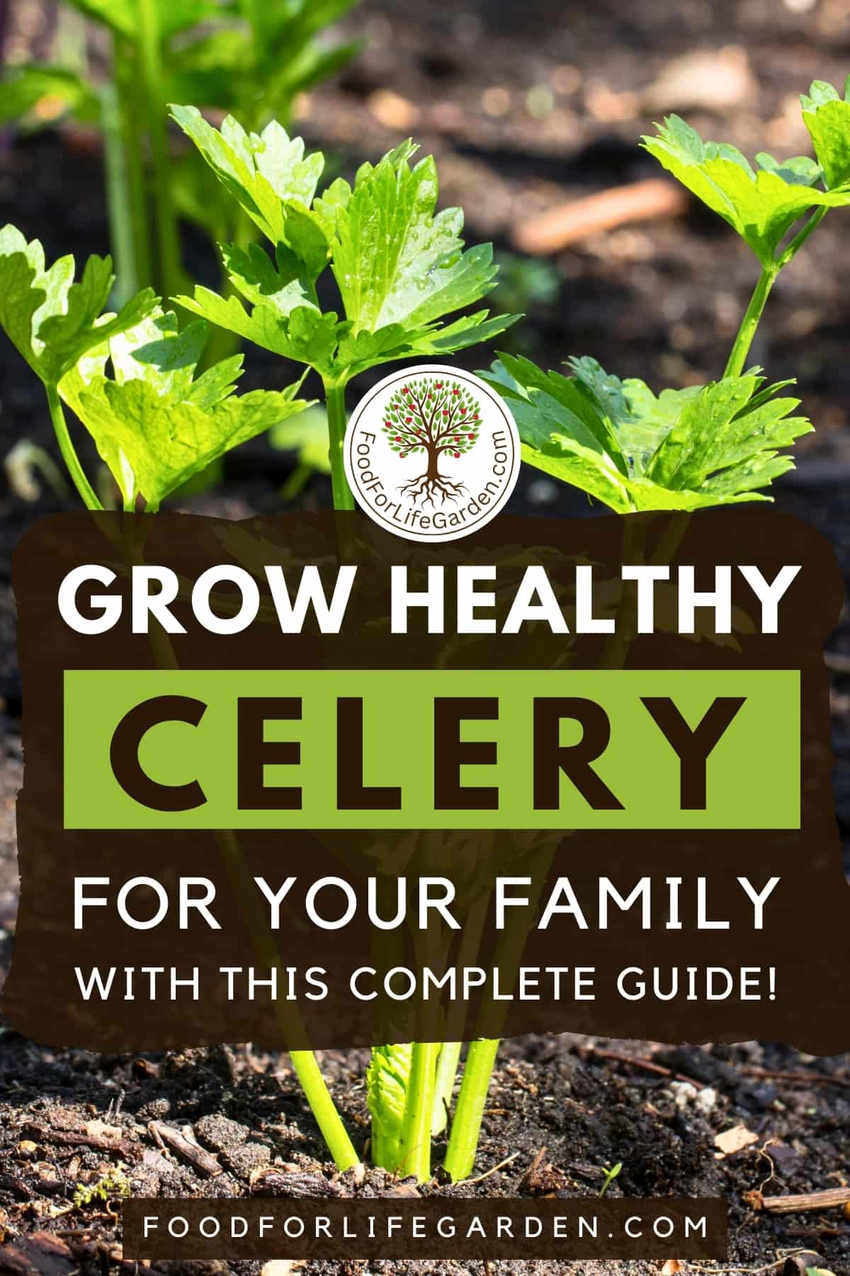 How To Grow Celery From Seed To Harvest And More – Food For Life Garden