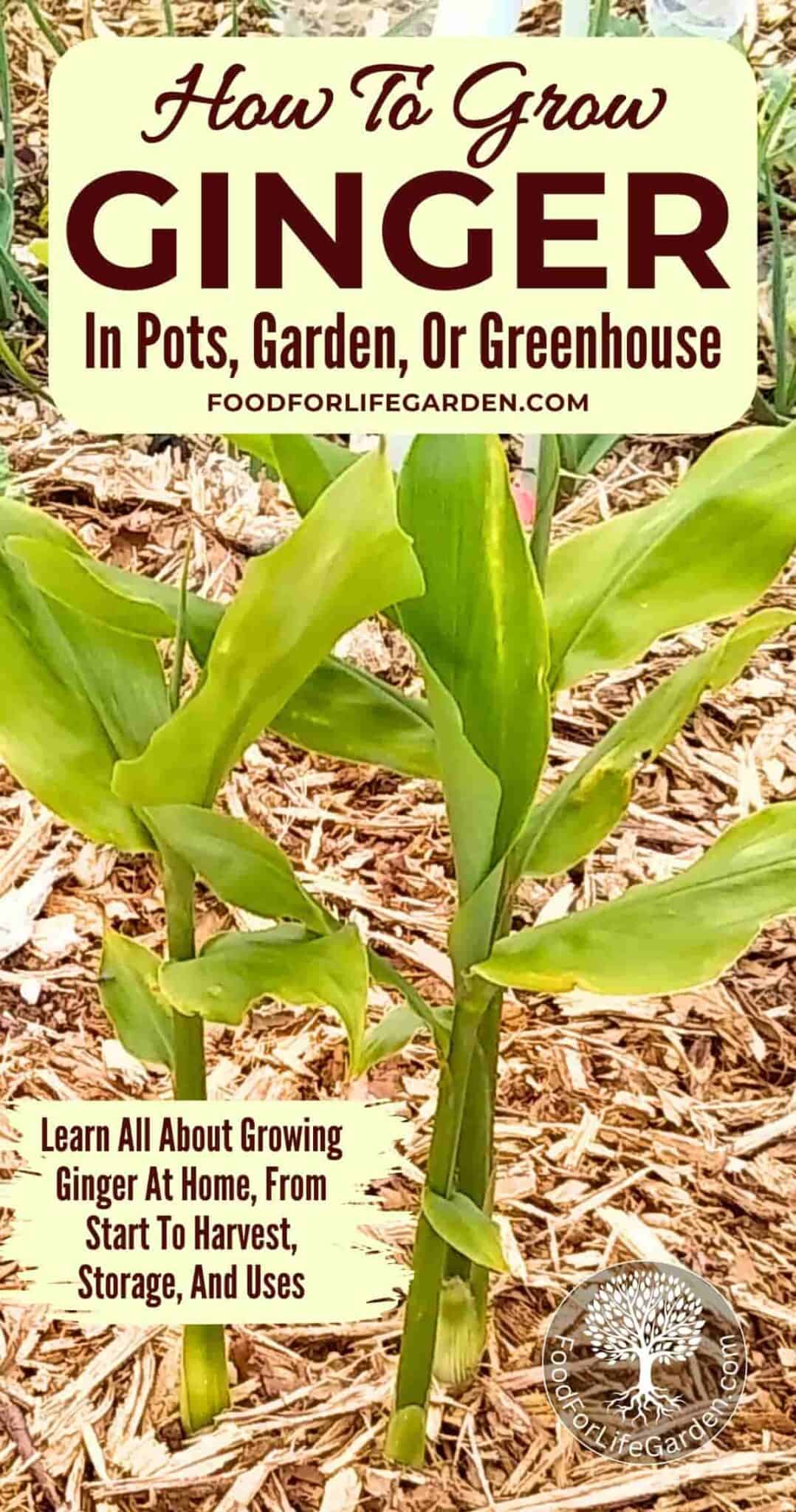 Growing Ginger Is Super Fun, Easy, And Rewarding! – Food For Life Garden