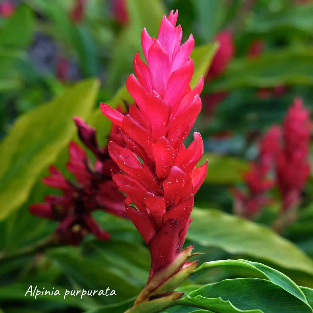 Growing Ginger Is Super Fun, Easy, And Rewarding! – Food For Life Garden