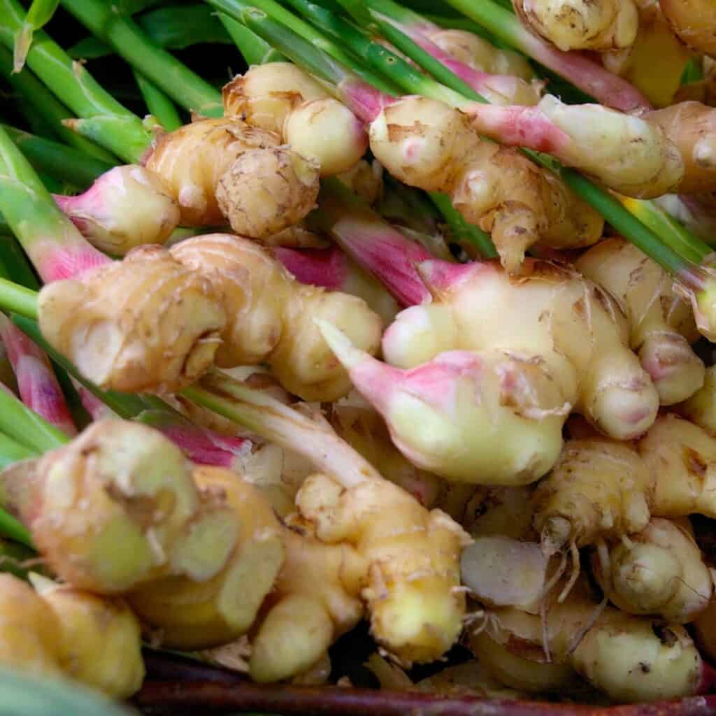 Growing Ginger Is Super Fun, Easy, And Rewarding! – Food For Life Garden