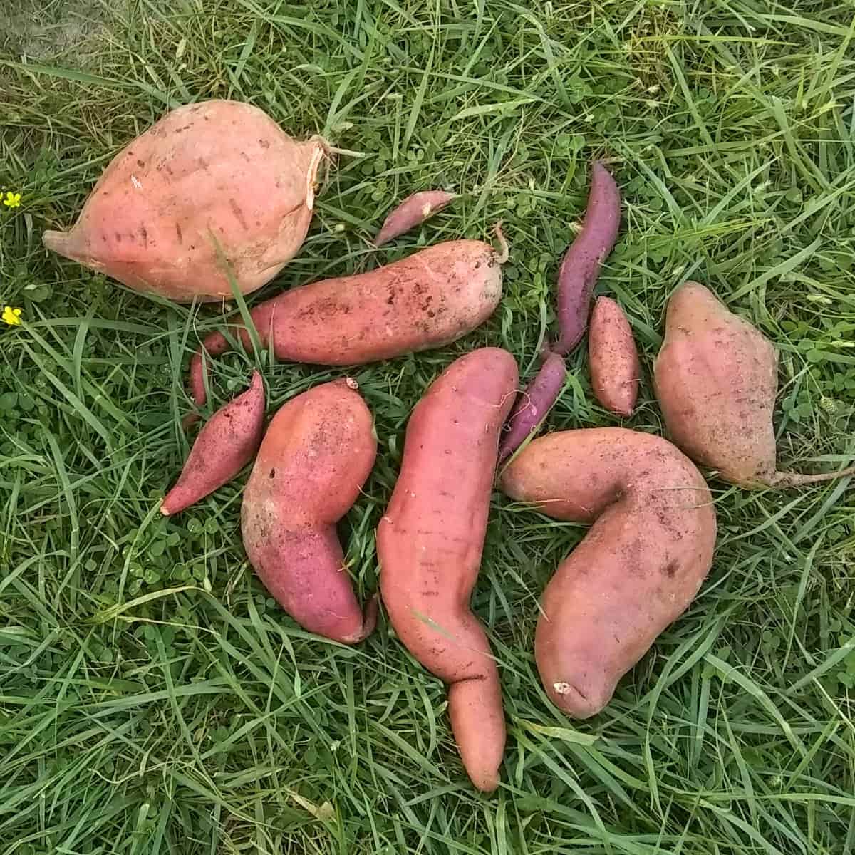 Growing Sweet Potatoes And Sweet Potato Leaves From Scratch – Food For ...