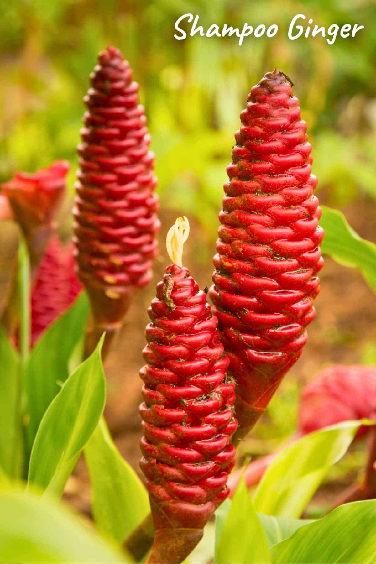 Growing Ginger Is Super Fun, Easy, And Rewarding! – Food For Life Garden