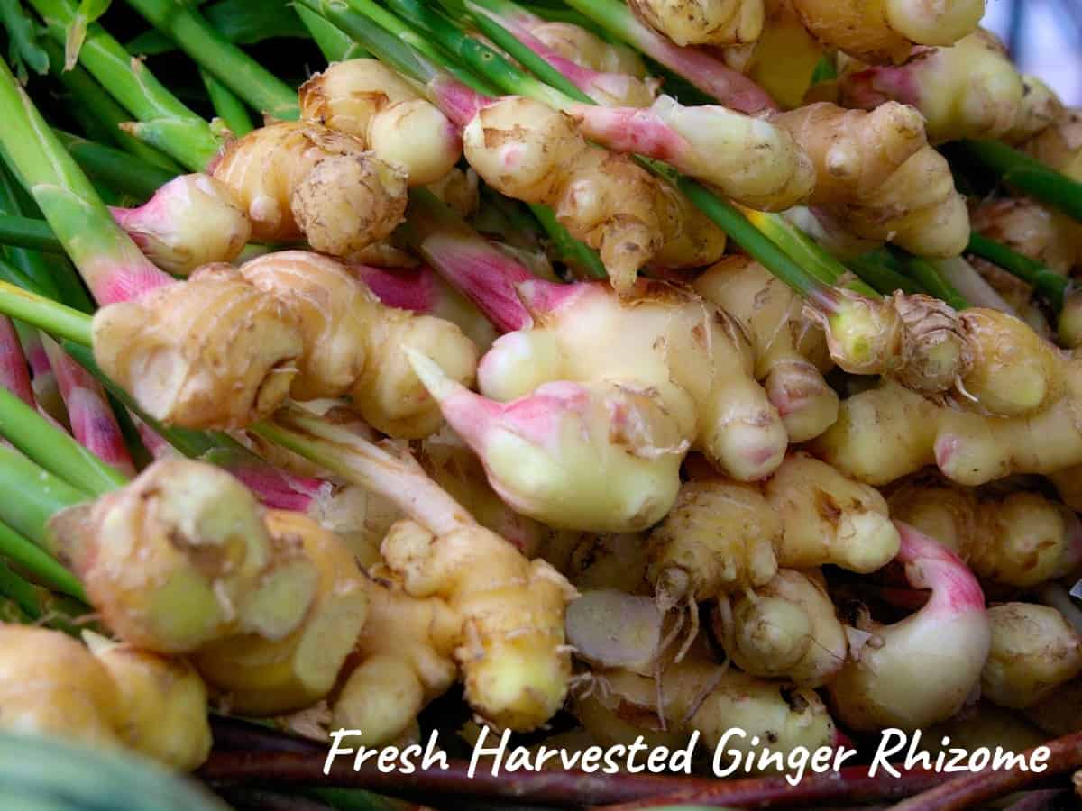 Growing Ginger Is Super Fun, Easy, And Rewarding! – Food For Life Garden
