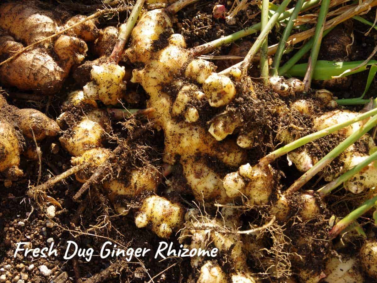 Growing Ginger Is Super Fun, Easy, And Rewarding! – Food For Life Garden