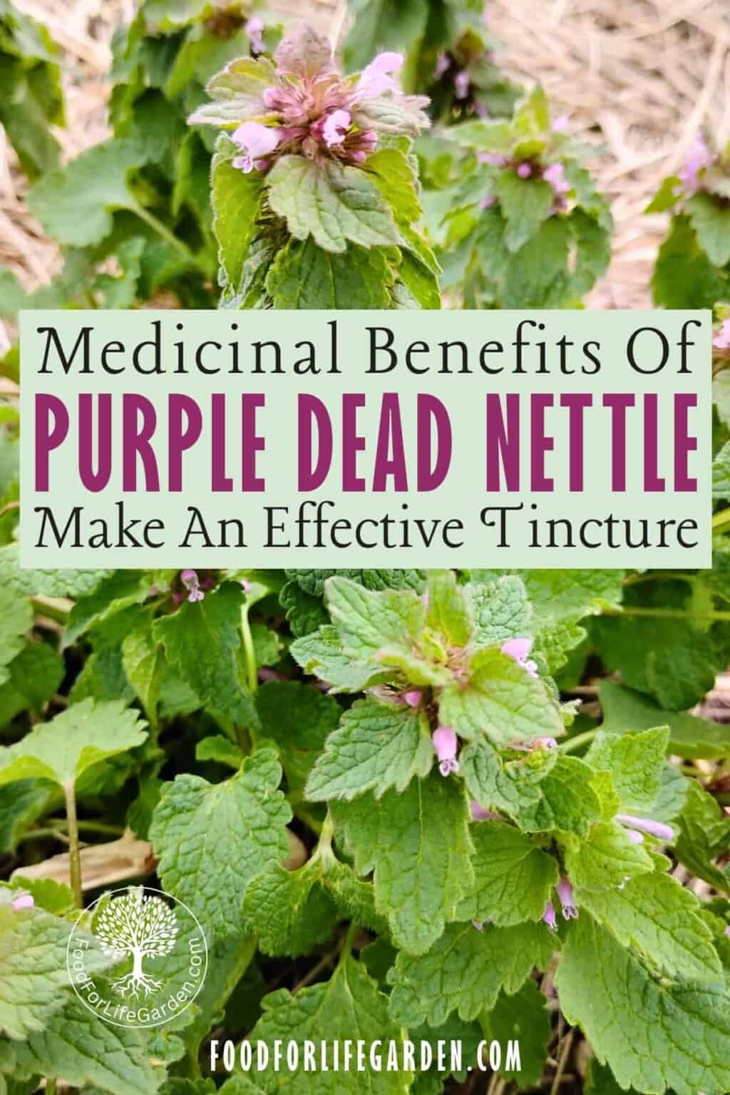 Forage Purple Dead Nettle, Medicinal Benefits And Tincture Recipe ...