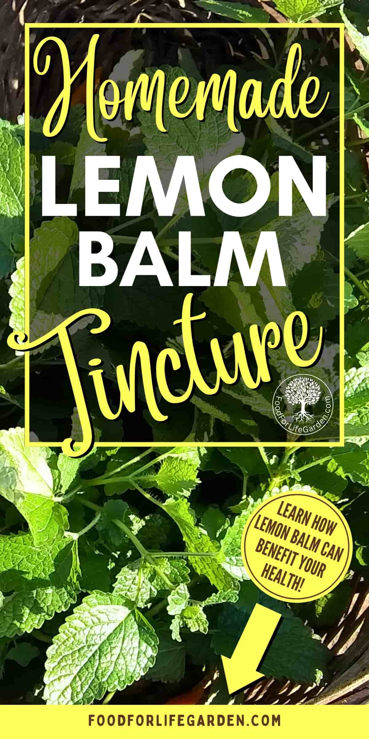 Make A Fantastic And Effective Fresh Lemon Balm Tincture – Food For ...