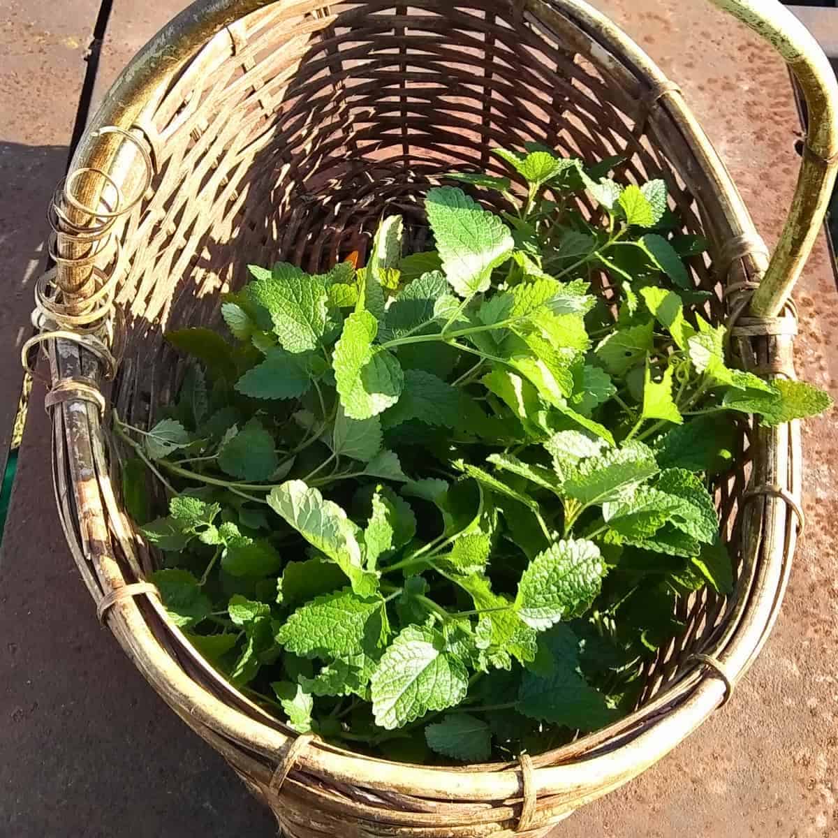 Make A Fantastic And Effective Fresh Lemon Balm Tincture – Food For ...