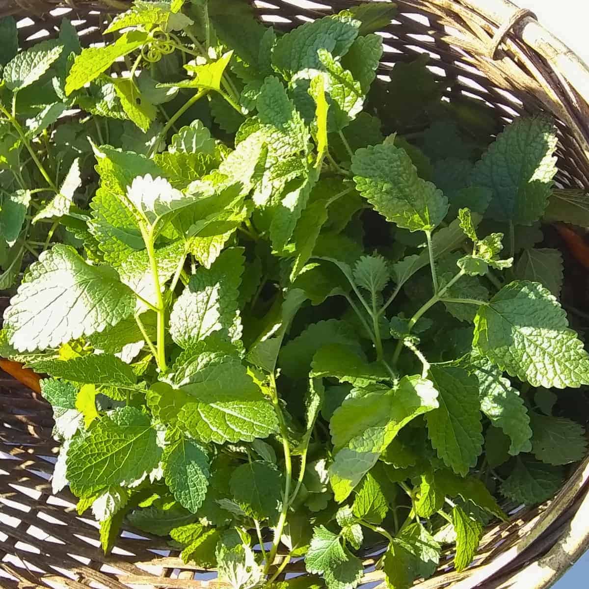 Make A Fantastic And Effective Fresh Lemon Balm Tincture – Food For ...