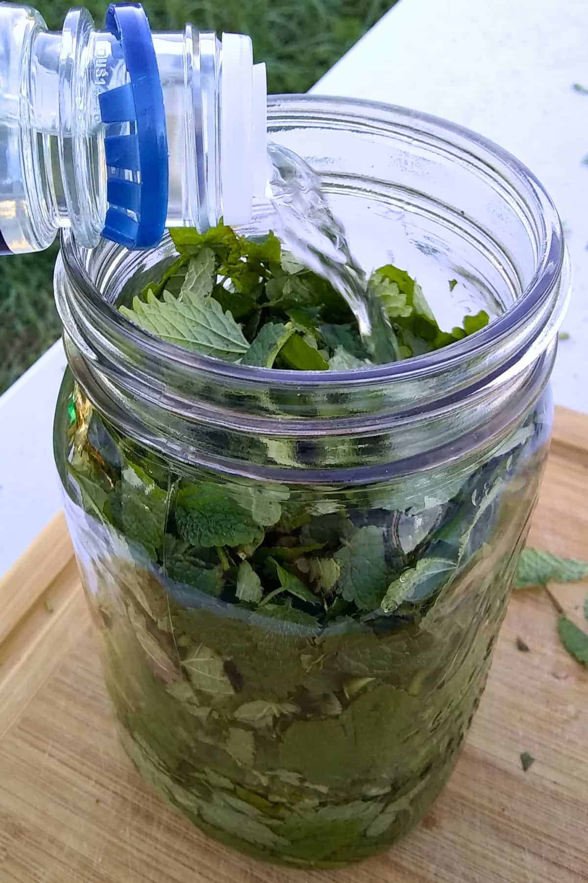 Make A Fantastic And Effective Fresh Lemon Balm Tincture – Food For ...