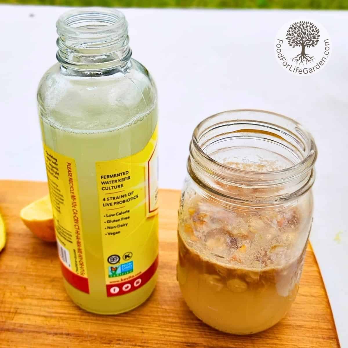 How to make a dandelion bug soda starter culture – Food For Life Garden
