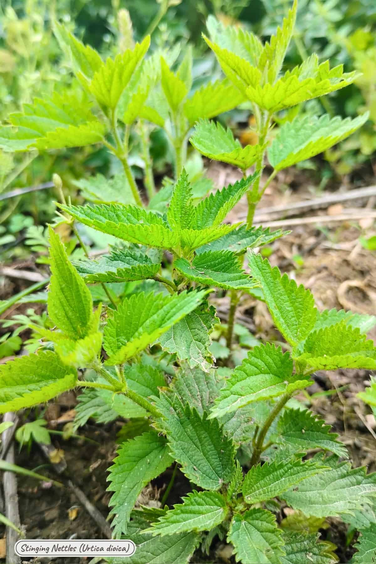 Outrageously Tasty Foraged Wild Greens Pesto Recipe – Food For Life Garden