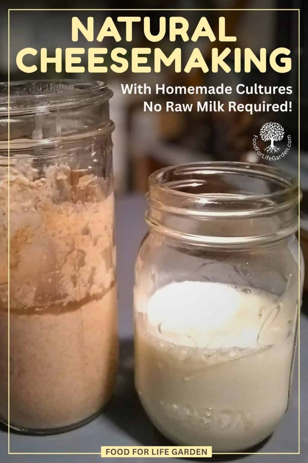How To Make Cheese With Sourdough Starter Culture – Food For Life Garden